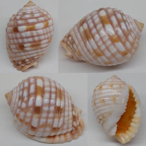 shellauction.net :: Malea pomum - 3782120