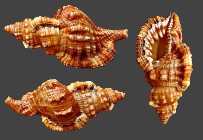 shellauction.net :: Cymatium aquatile - 3782709