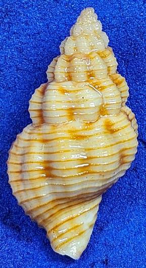 shellauction.net :: Cantharus species cf. wagneri - 3783102