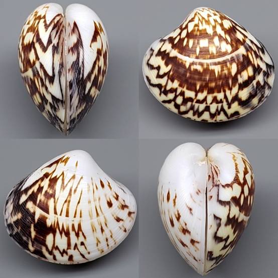 shellauction.net :: Lioconcha lorenziana - 3783258