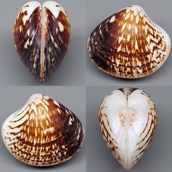 shellauction.net :: Lioconcha lorenziana - 3783264