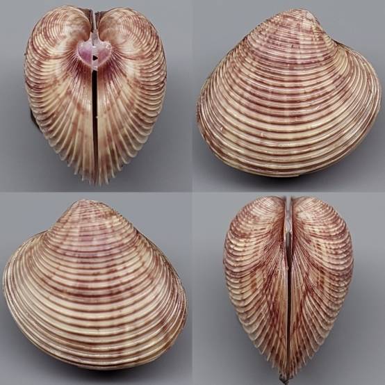 shellauction.net :: Callista sp. - 3783310