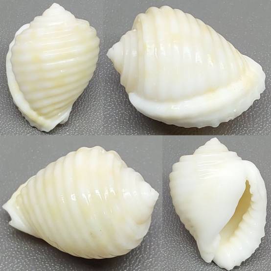 shellauction.net :: Malea pomum - 3783449