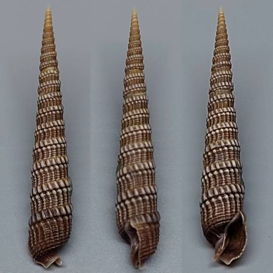 shellauction.net :: Terebra sp. - 3783516