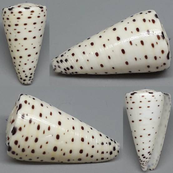 shellauction.net :: Conus sp. - 3783971