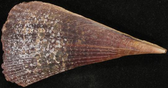 shellauction.net :: Pinna muricata - 3784142