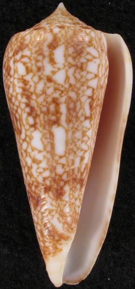 shellauction.net :: Conus neptunus - 3784164