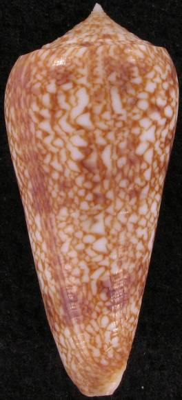 shellauction.net :: Conus neptunus - 3784164