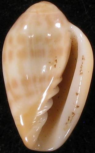 shellauction.net :: Prunum fulminatum - 3784313