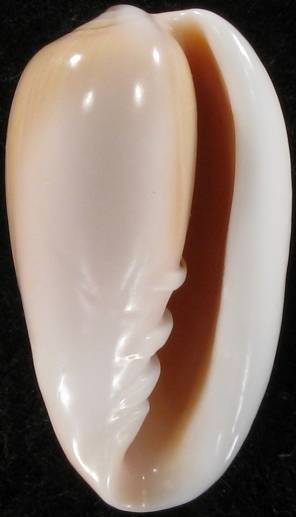 shellauction.net :: Prunum poulosi - 3784315