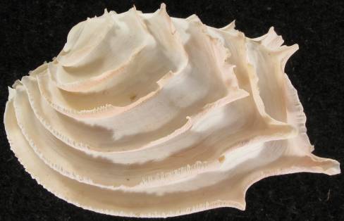 shellauction.net :: Bassina disjecta - 3784340