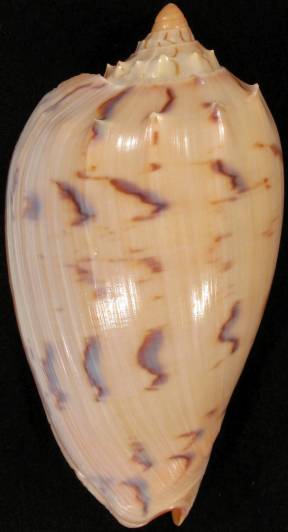 shellauction.net :: Amoria hunteri - 3784342