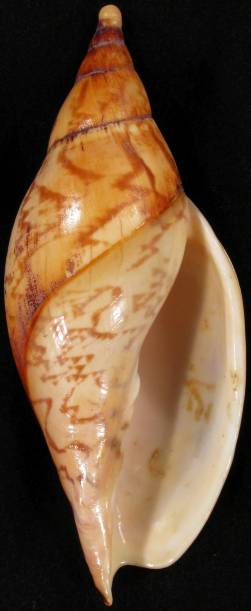 shellauction.net :: Ericusa sowerbyi - 3784345