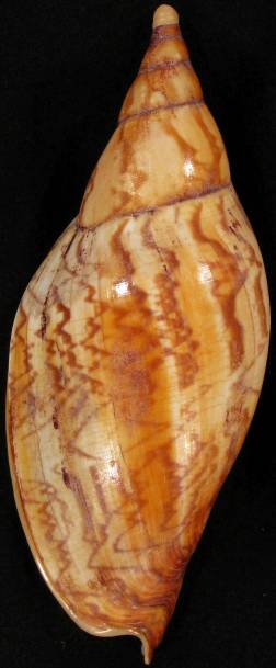 shellauction.net :: Ericusa sowerbyi - 3784345