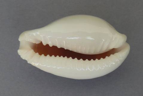 shellauction.net :: Naria eburnea - 3784418