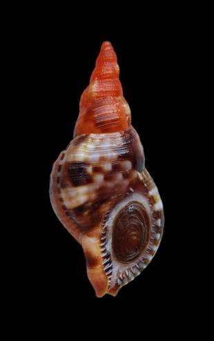 shellauction.net :: Charonia variegata - 3784701