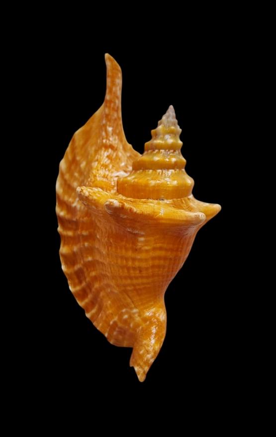 shellauction.net :: Aliger gallus - 3784721