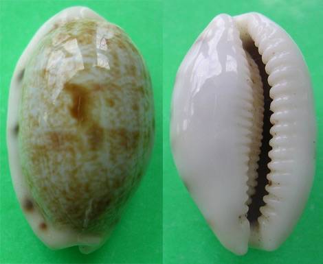 shellauction.net :: Cypraea subfasciata - 3784739
