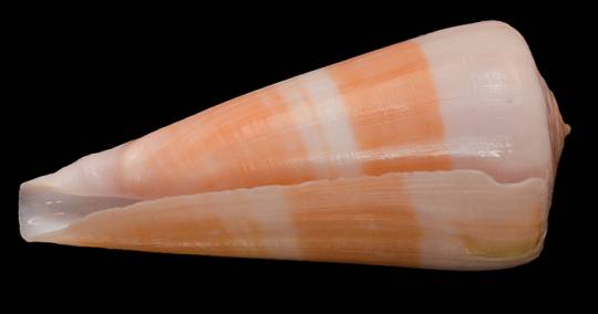 shellauction.net :: Conus malabaricus - 3784749