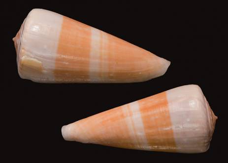 shellauction.net :: Conus malabaricus - 3784749