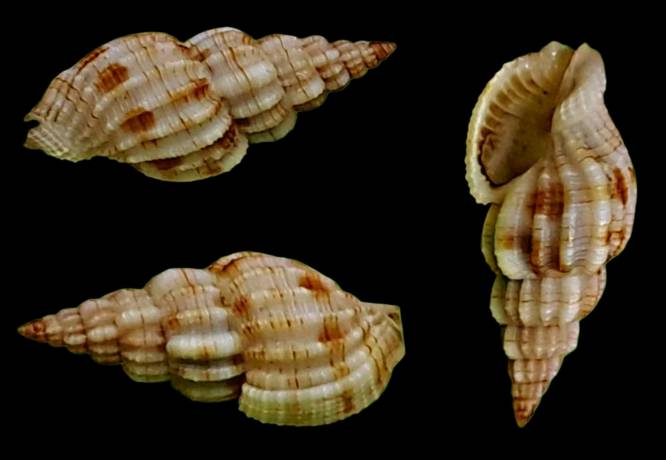 shellauction.net :: Phos roseatus - 3784862