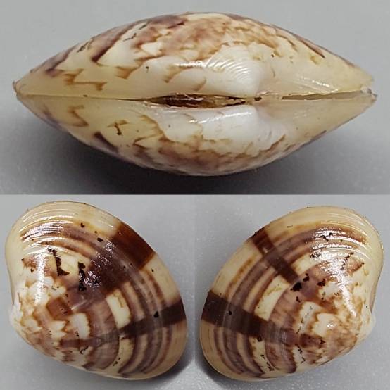 shellauction.net :: Callista sp. - 3785085