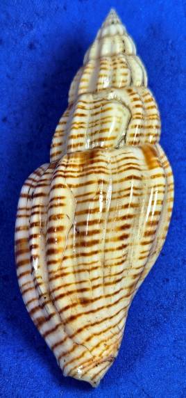 shellauction.net :: Lyria planicostata f. taiwainica - 3785373