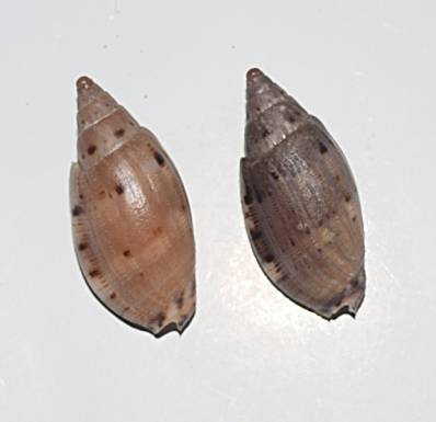 shellauction.net :: Lyria pauljohnsoni - 3785376