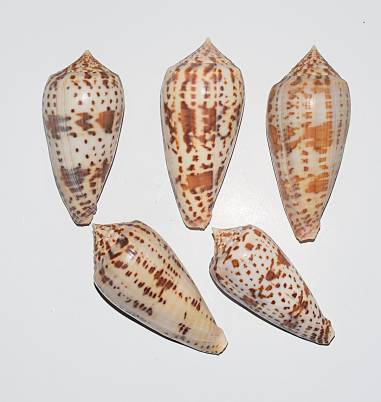 shellauction.net :: Conus lynceus - 3785539