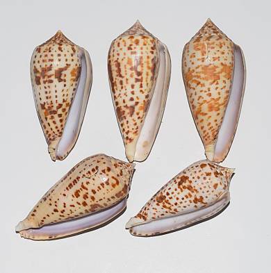 shellauction.net :: Conus lynceus - 3785539