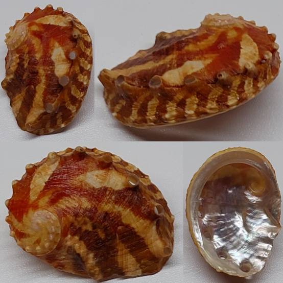 shellauction.net :: Haliotis ovina volcanius - 3785567