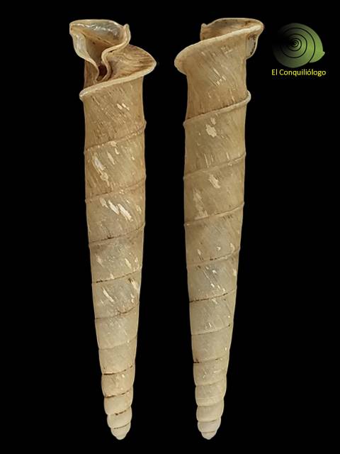 shellauction.net :: Rhodea mariaalejandrae - 3786056