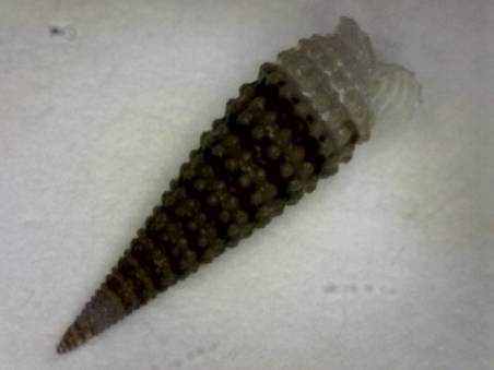 shellauction.net :: Mastonia species - 3786100