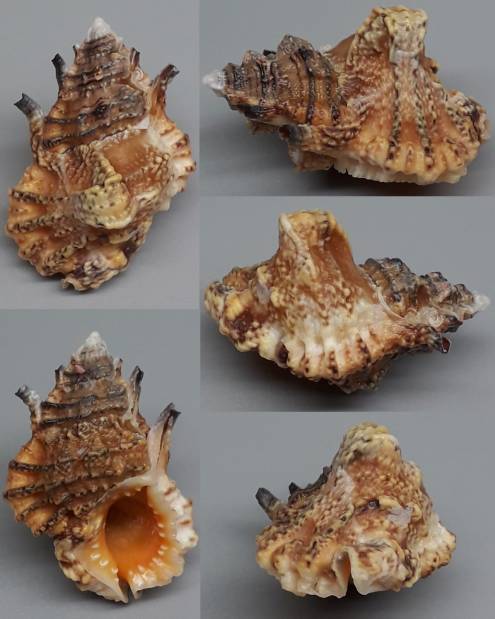 shellauction.net :: Bursa lamarckii - 3786181