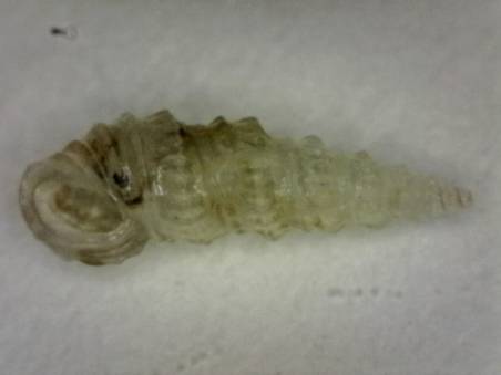 shellauction.net :: Rissoa species - 3786239