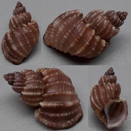 shellauction.net :: Scalptia textilis - 3786773