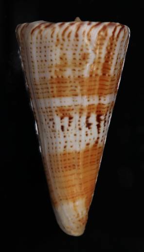 shellauction.net :: Conus voluminalis - 3786902