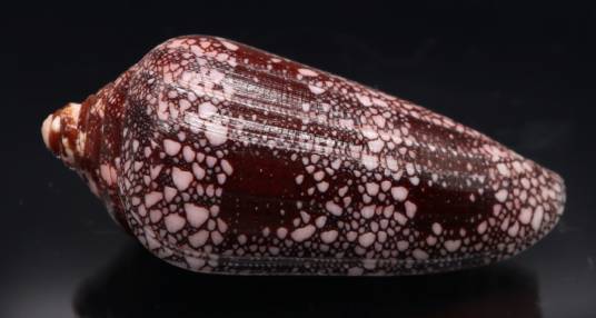 shellauction.net :: Conus magnificus - 3786907