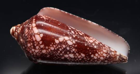 shellauction.net :: Conus magnificus - 3786907