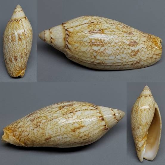 shellauction.net :: Amoria turneri - 3786987