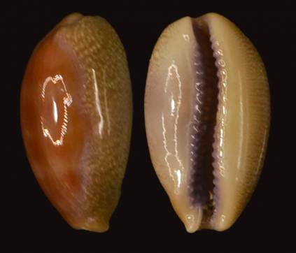 shellauction.net :: Cyprea carneola - 3787018