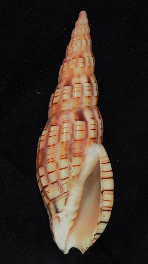 shellauction.net :: Lyria patbaili - 3787221