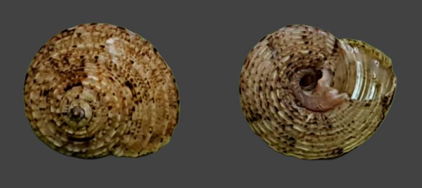 shellauction.net :: Monodonta canalifera - 3787549