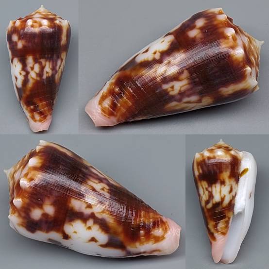 shellauction.net :: Conus moluccensis - 3787745