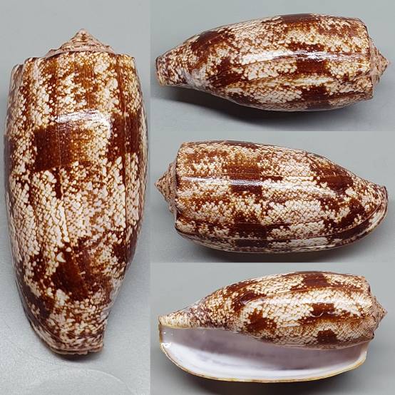 shellauction.net :: Conus geographus - 3787842