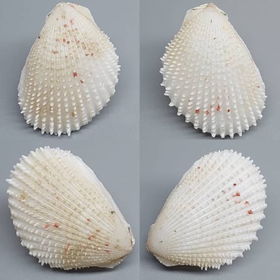 shellauction.net :: Tivela vulgaris - 3788526