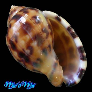 shellauction.net :: Semicassis labiata iheringi - 3788706