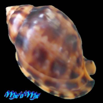 shellauction.net :: Semicassis labiata iheringi - 3788706