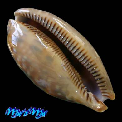 shellauction.net :: Macrocypraea zebra - 3788714