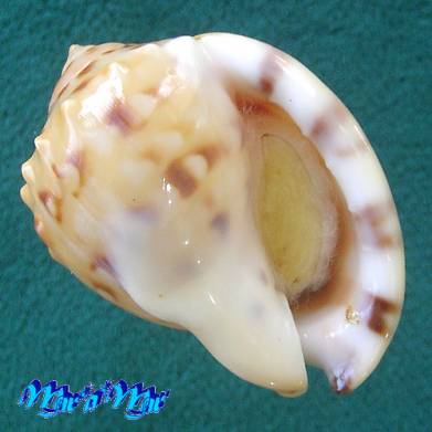 shellauction.net :: Semicassis cf. labiata iheringi - 3788738